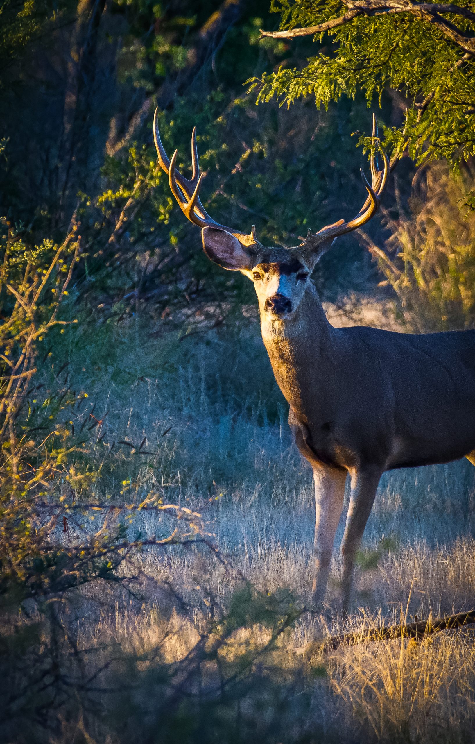 Toman's Outdoor Adventures • Sonora Season 2022-2023